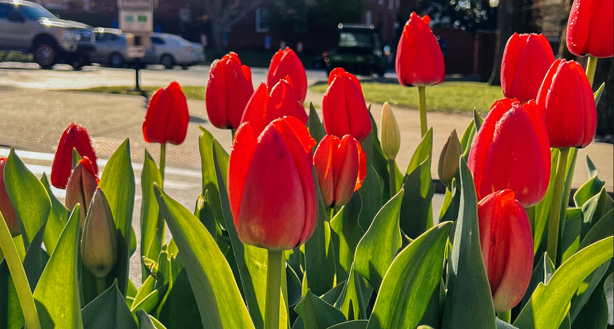 MBA - Contact Information | Western Kentucky University